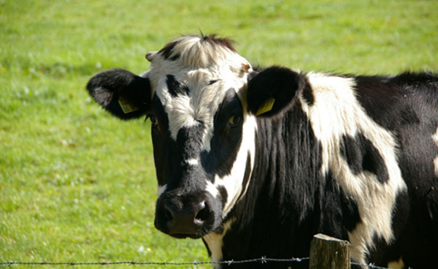 difference-between-a1-and-a2-cow-milk-and-organic-and-grass-fed-milk-smriti-kochar